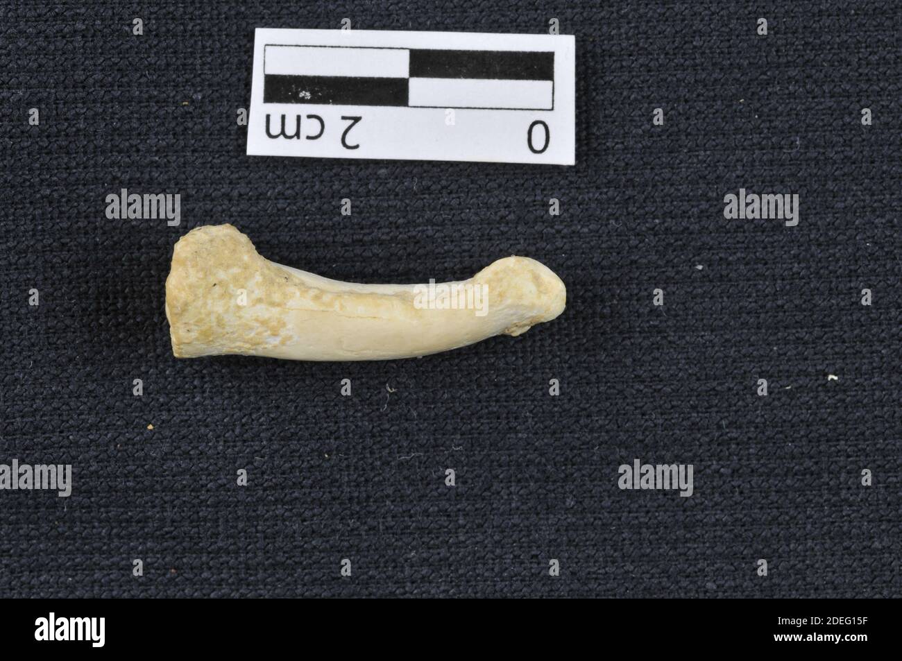A bone of a discovered new human species, the Homo luzonensis during ...