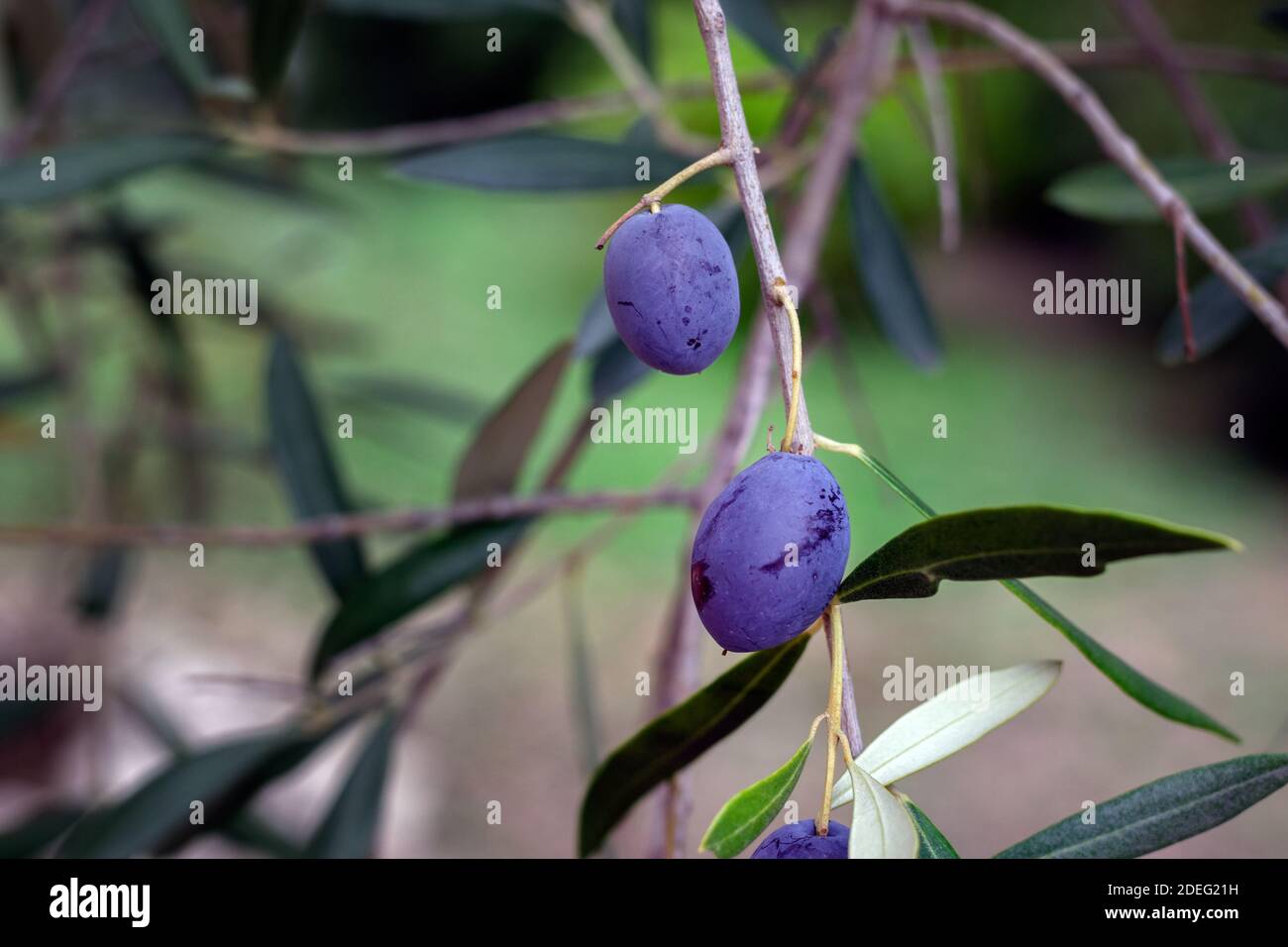 Olive gren hi-res stock photography and images - Alamy
