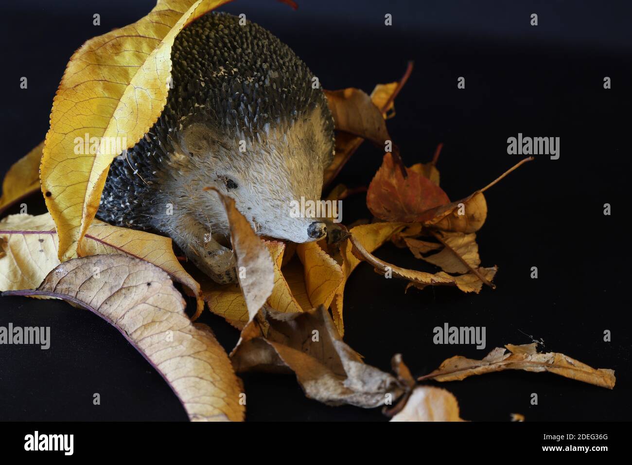Hedgehog in leaves hi-res stock photography and images - Alamy