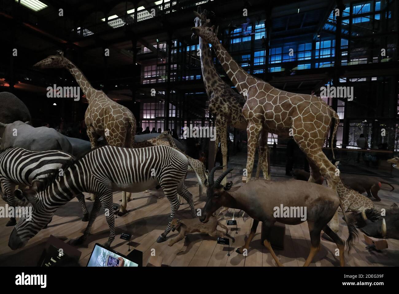 Illustration of Galerie de l'Evolution, Paris, France on April 29, 2019 ...
