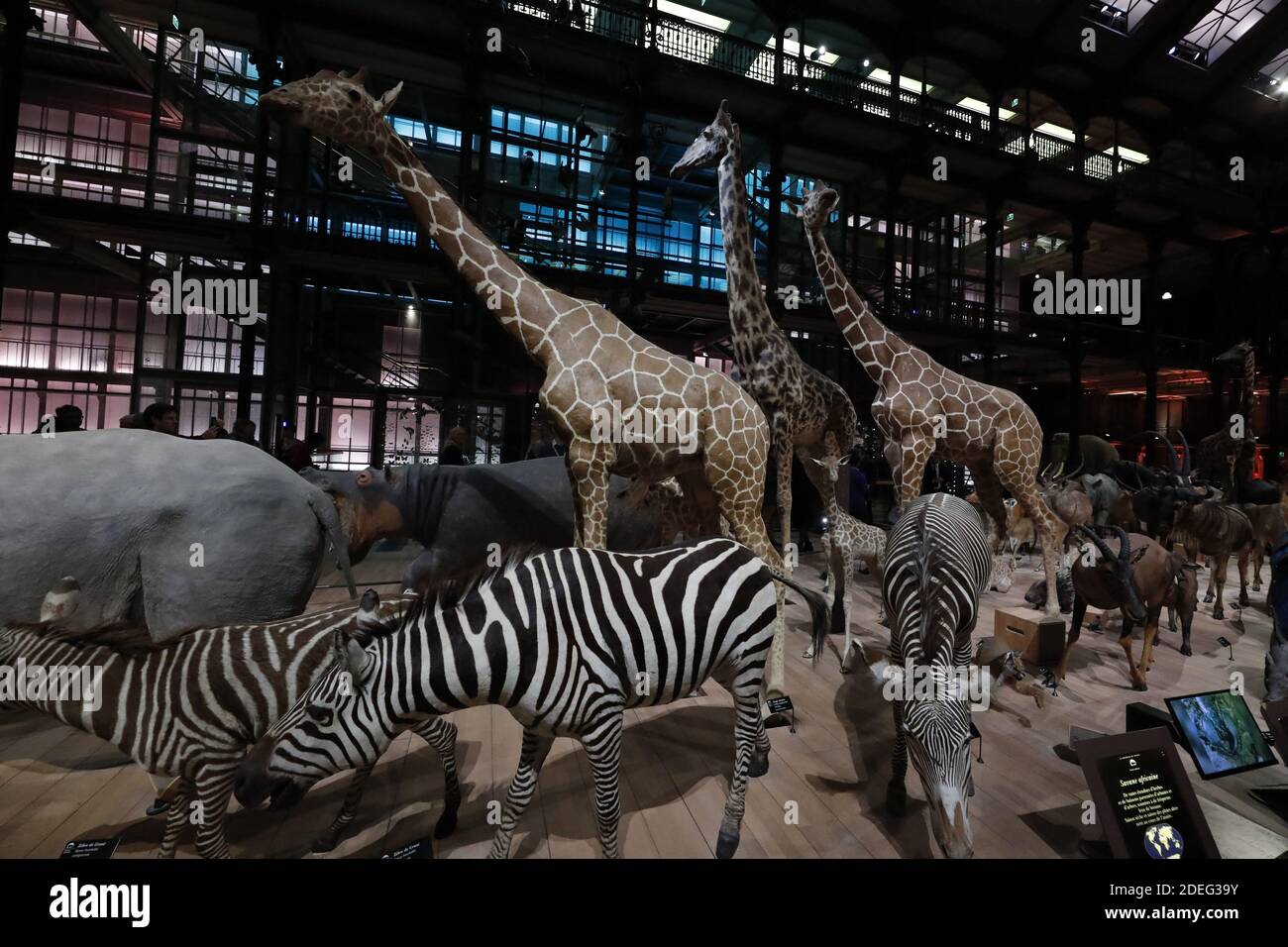 Illustration of Galerie de l'Evolution, Paris, France on April 29, 2019 ...