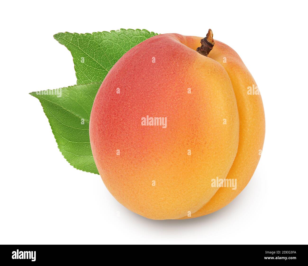 apricot fruit isolated on white background. Clipping path and full ...