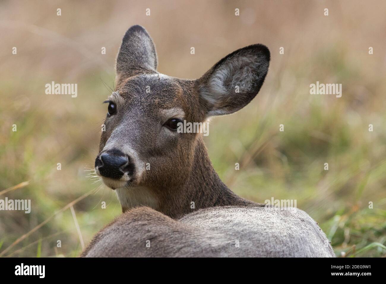 Deer portrait whitetail large horns hi-res stock photography and images ...