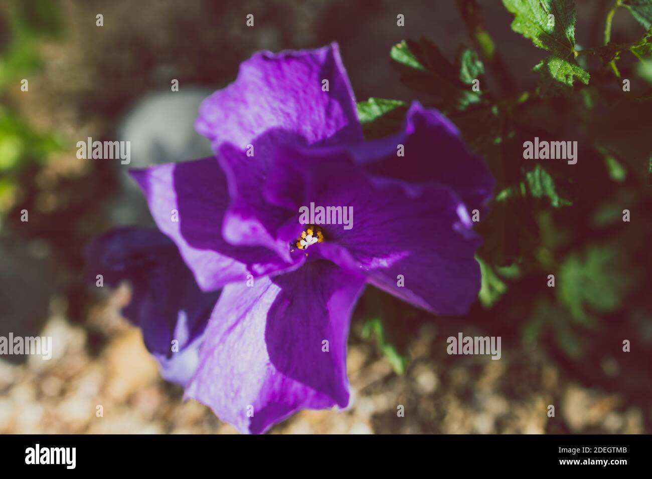 Australian native hibiscus with purple flowers outdoor in sunny ...