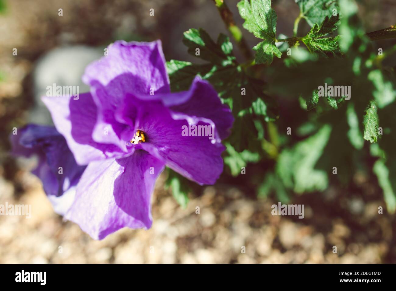 Australian native hibiscus with purple flowers outdoor in sunny ...