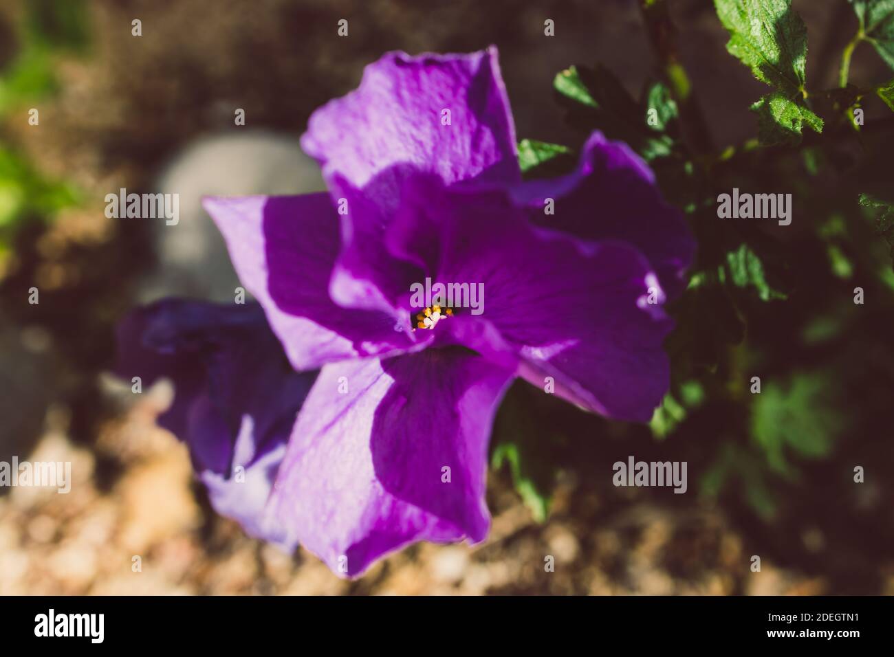 Australian native hibiscus with purple flowers outdoor in sunny ...