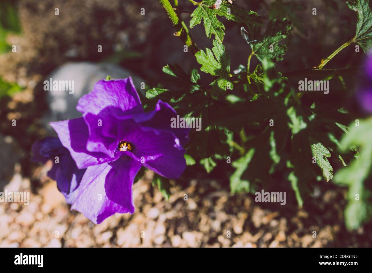 Australian native hibiscus with purple flowers outdoor in sunny ...