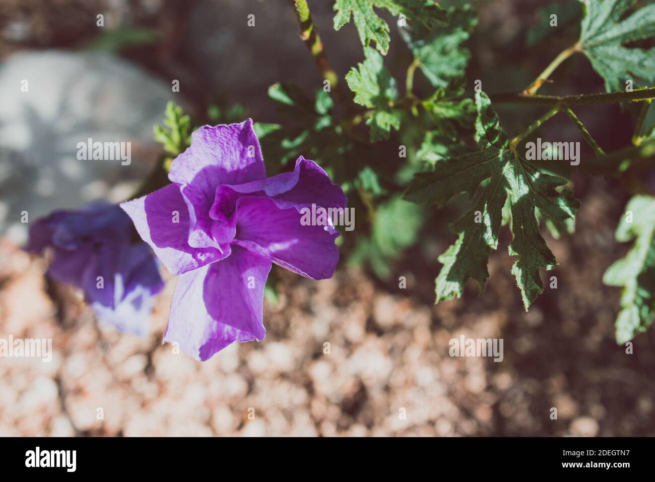 Australian native hibiscus with purple flowers outdoor in sunny ...