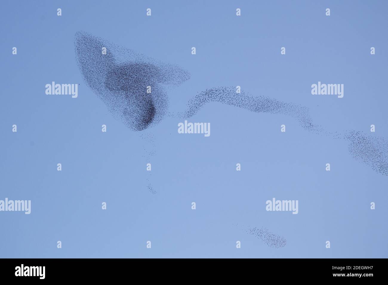 Rome, Italy. 30th Nov, 2020. Strange shapes of starlings in the sky ...