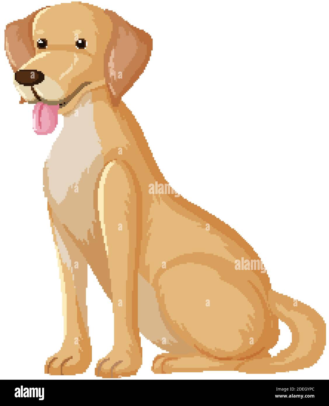 Yellow labrador retriever in sitting pose isolated on white background ...