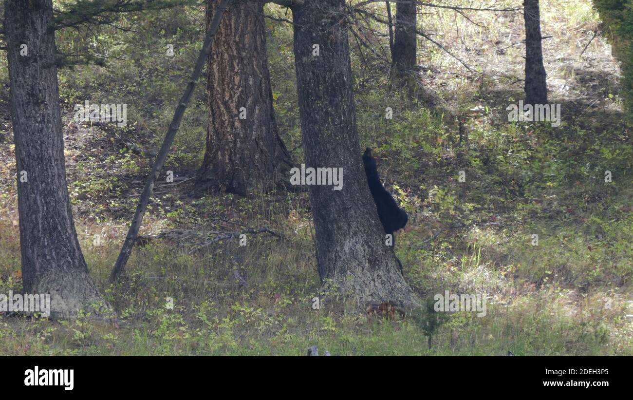 a black bear scratches its back on a tree trunk in yellowstone national ...