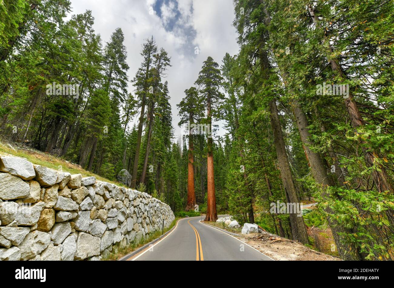 Giant Sequoia trees in Mariposa Grove, Yosemite National Park ...