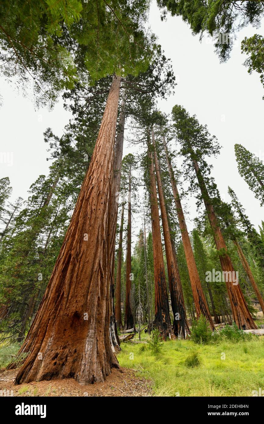Giant Sequoia trees in Mariposa Grove, Yosemite National Park ...