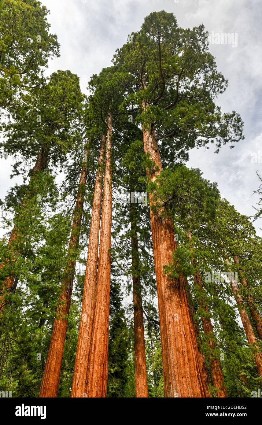 Giant Sequoia trees in Mariposa Grove, Yosemite National Park ...