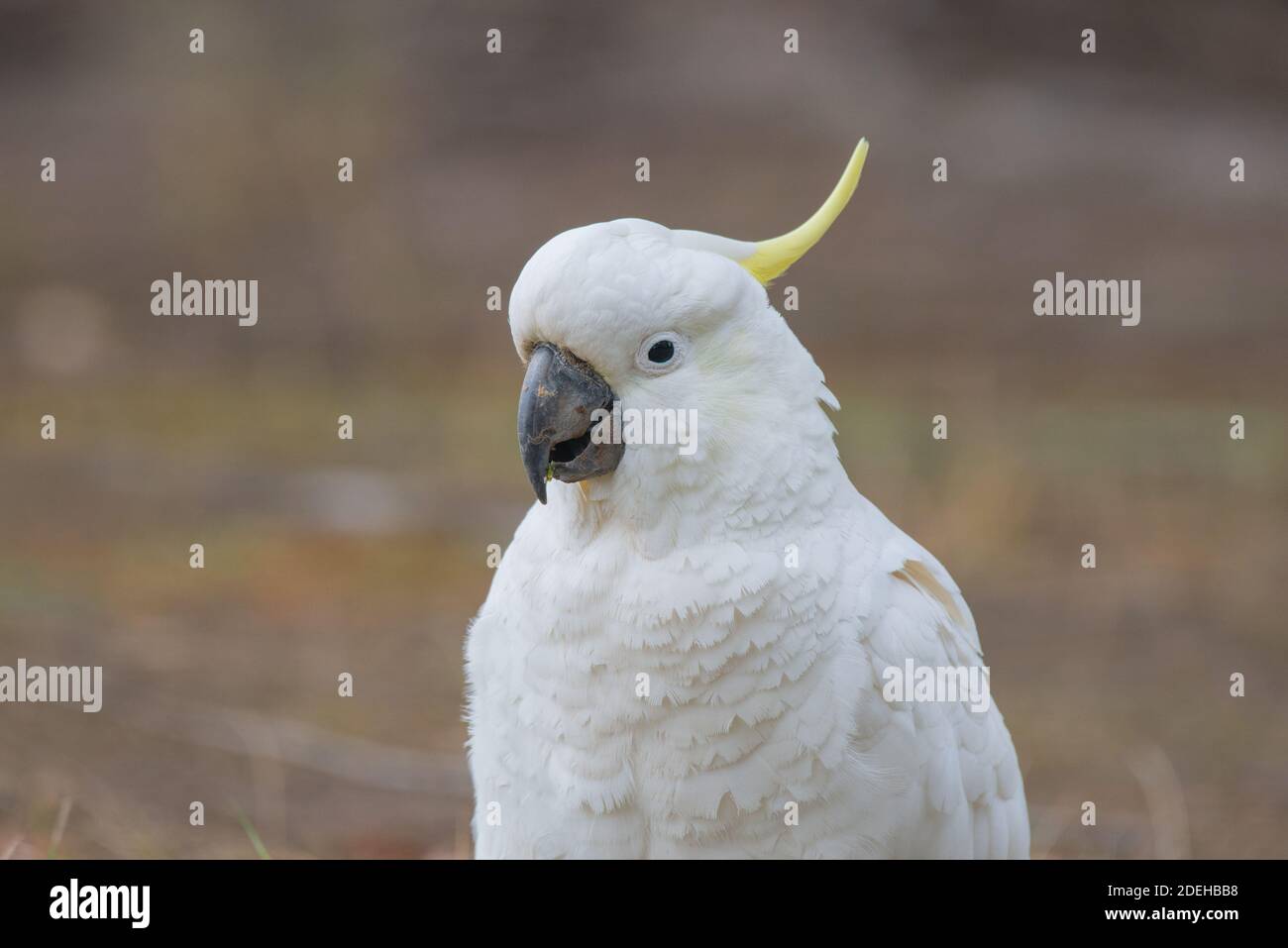 Australian backyard birds hi-res stock photography and images - Alamy