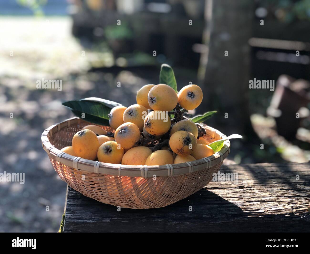 Loquat container hi-res stock photography and images - Alamy