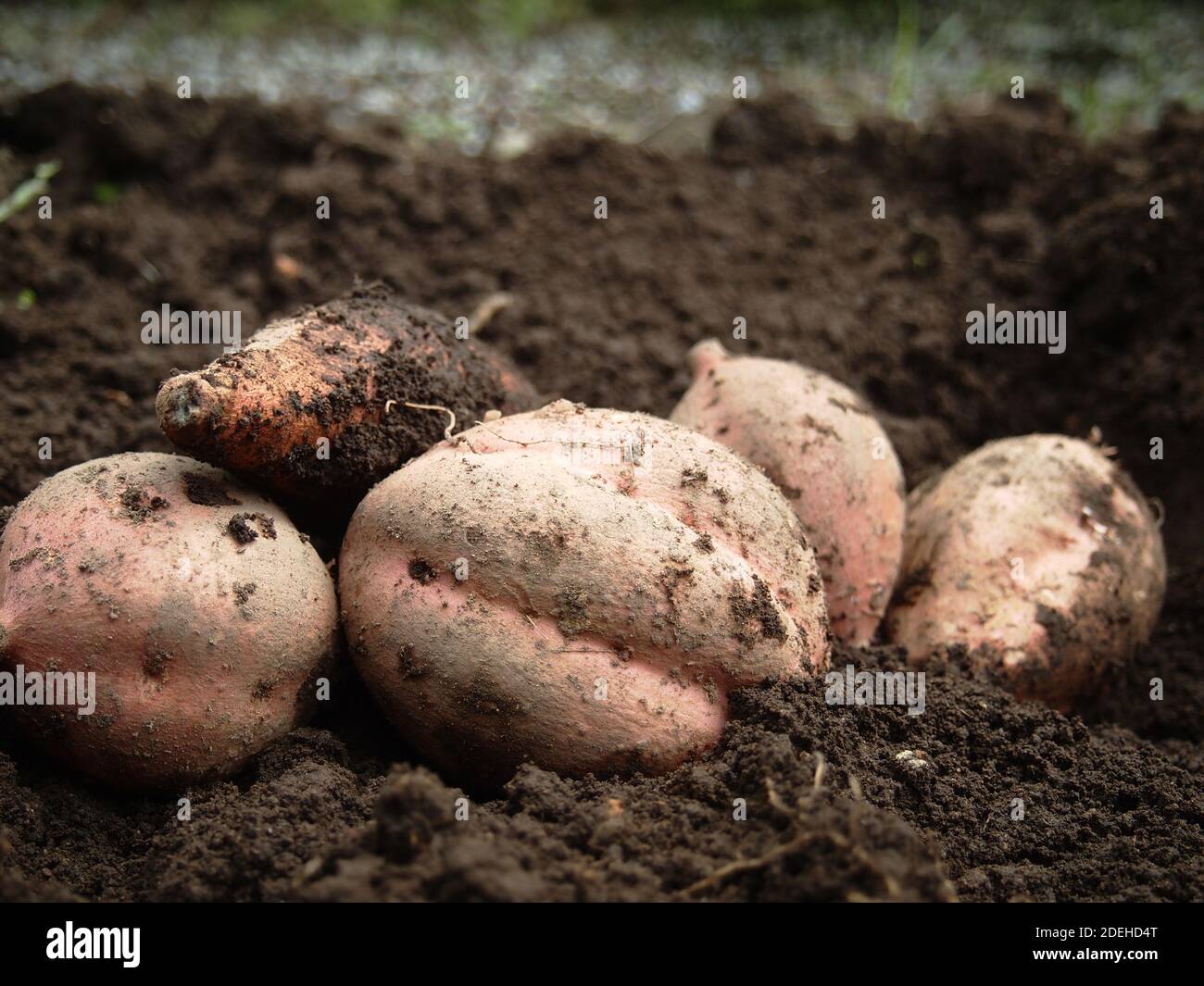 Kagoshima prefecture japan solid hi-res stock photography and images ...