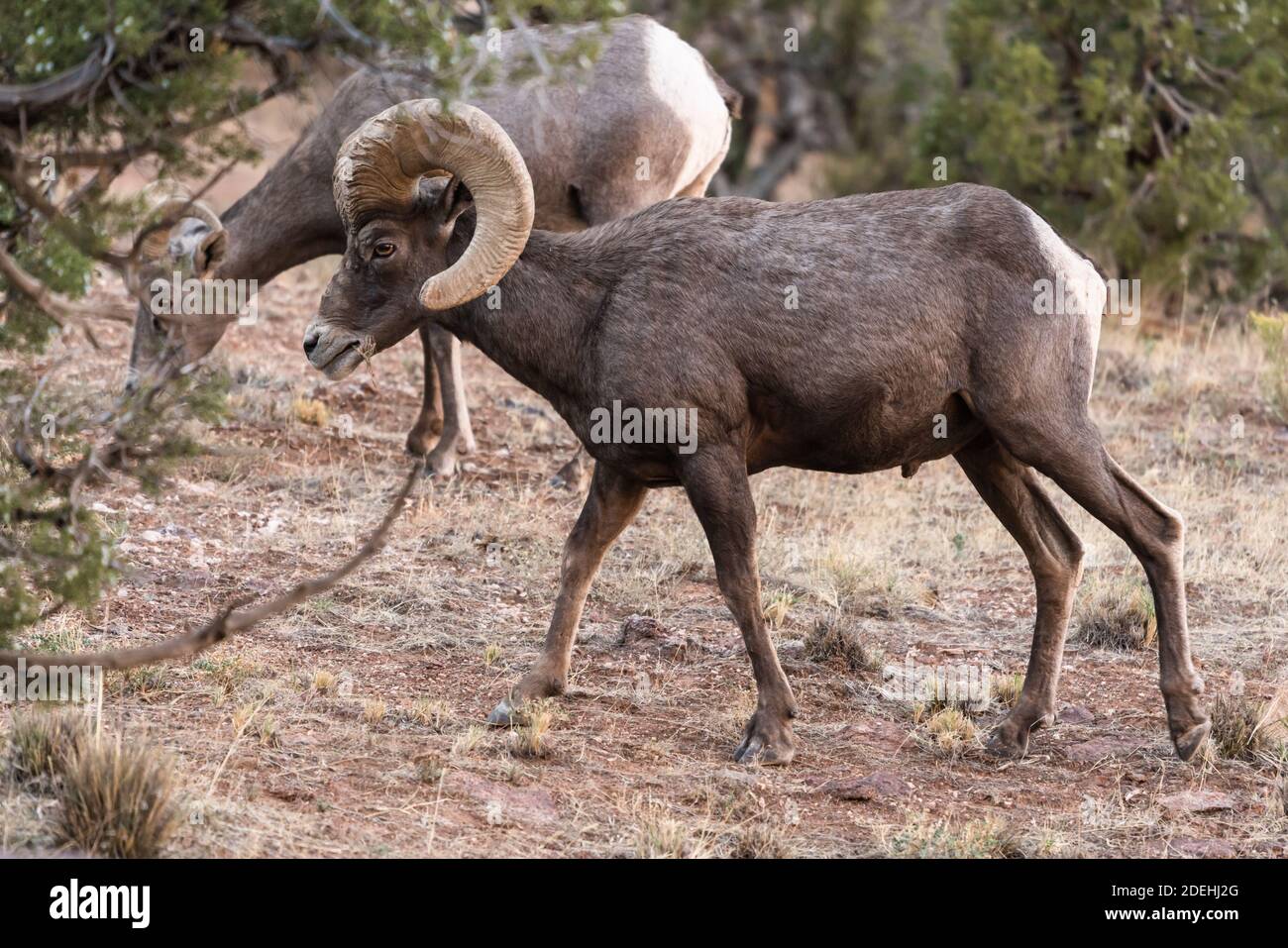A Desert Bighorn ram and a ewe in the Colorado National Monument ...