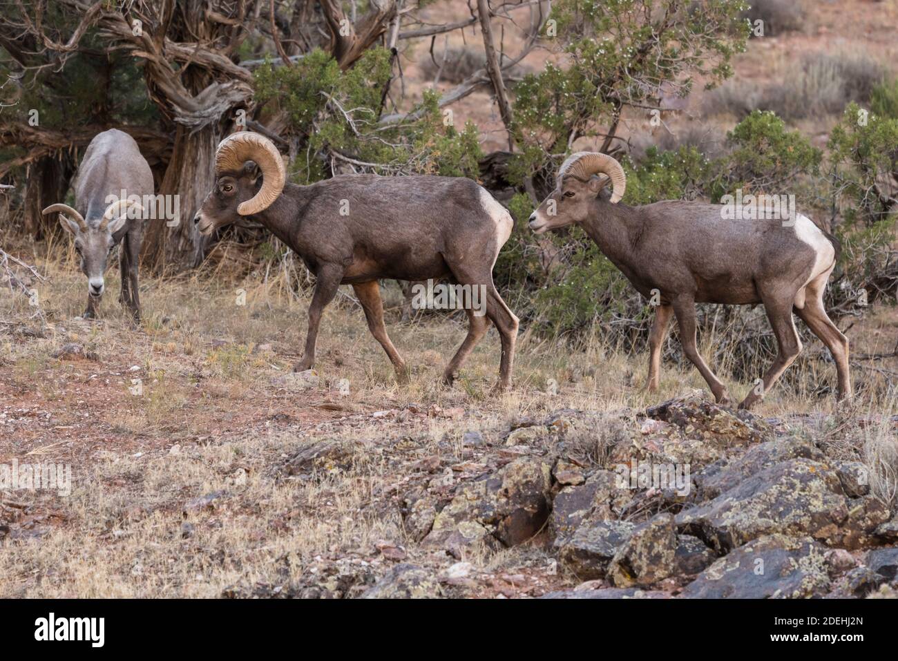 Two Desert Bighorn rams and a ewe in the Colorado National Monument ...