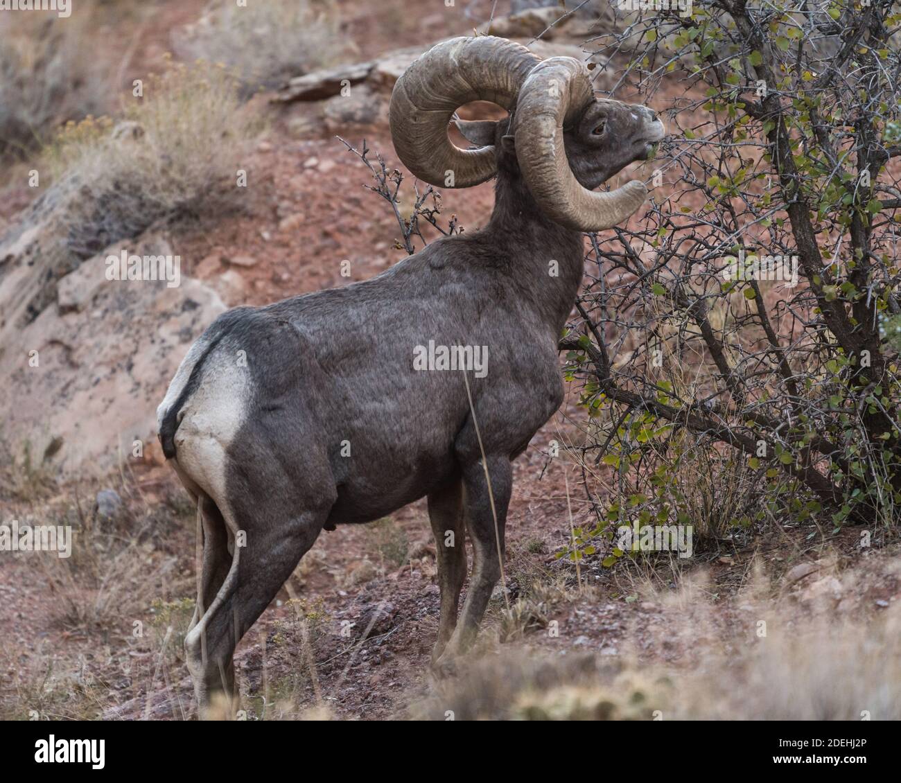 A mature Desert Bighorn ram browses on a shrub in the Colorado National ...