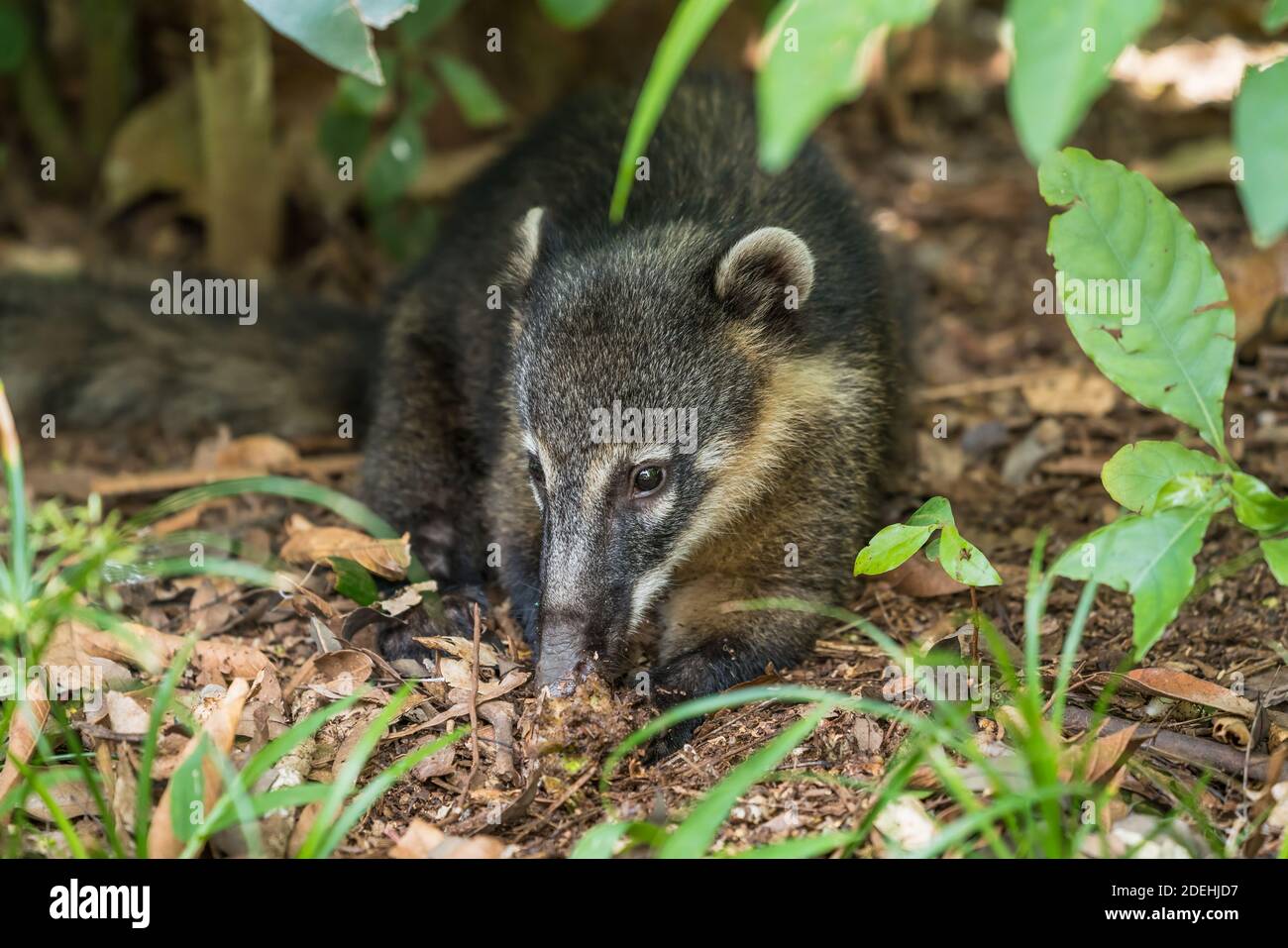 The South American Coati or Ring-tailed Coati, Nasua nasua, in Iguazu ...