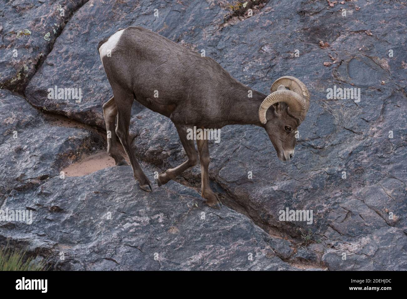 A young Desert Bighorn ram in the Colorado National Monument, Colorado ...