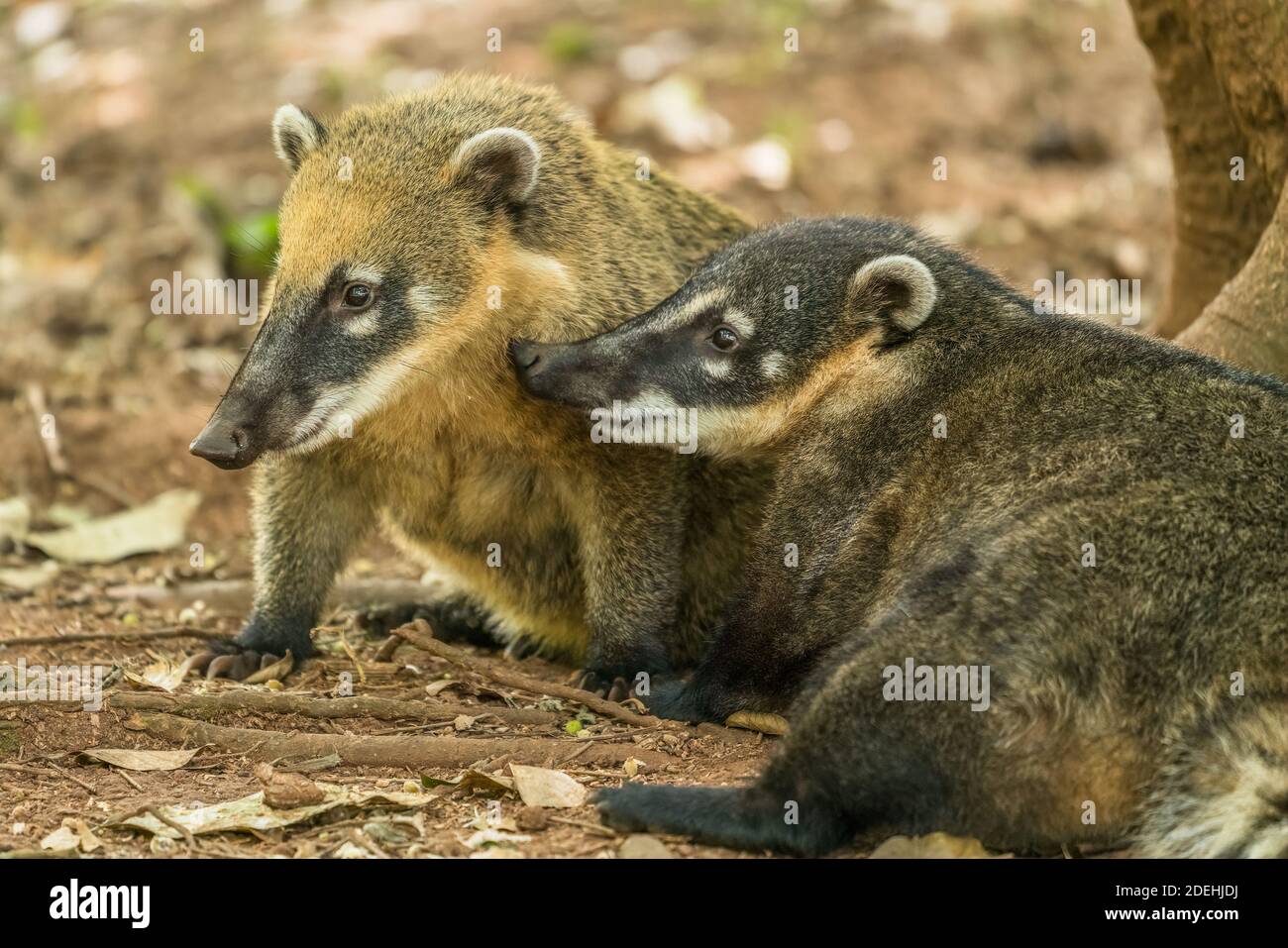 The South American Coati or Ring-tailed Coati, Nasua nasua, in Iguazu ...