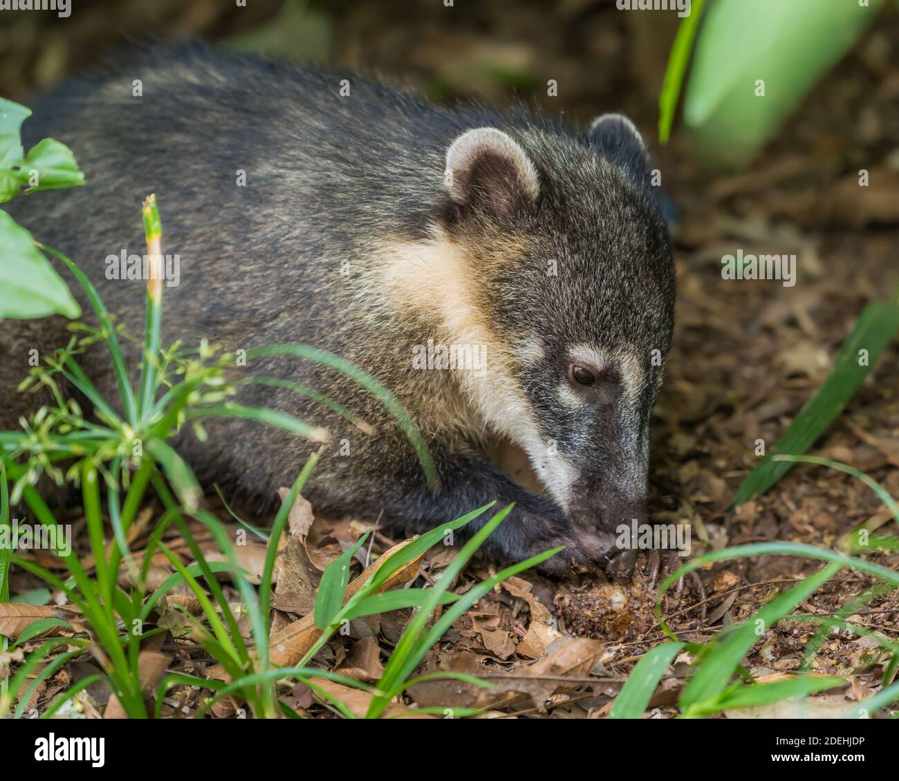 The South American Coati or Ring-tailed Coati, Nasua nasua, in Iguazu ...
