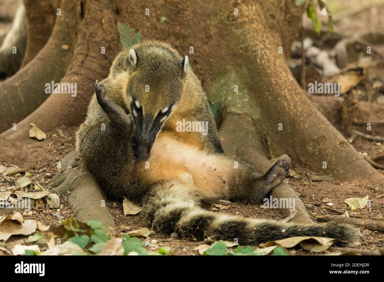 The South American Coati or Ring-tailed Coati, Nasua nasua, in Iguazu ...