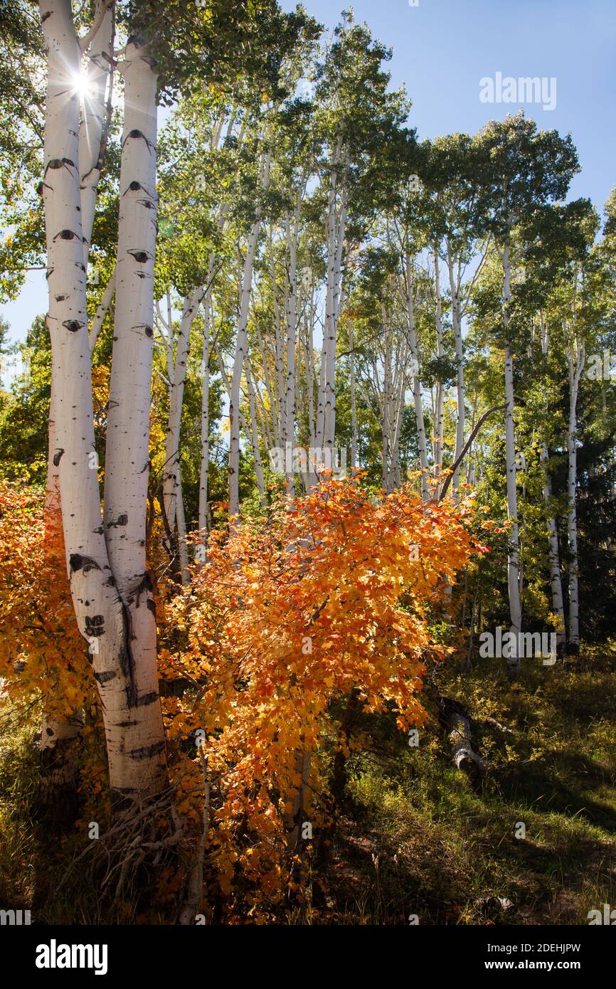 Quaking aspen trees and a maple tree in fall color in the Manti-La Sal ...