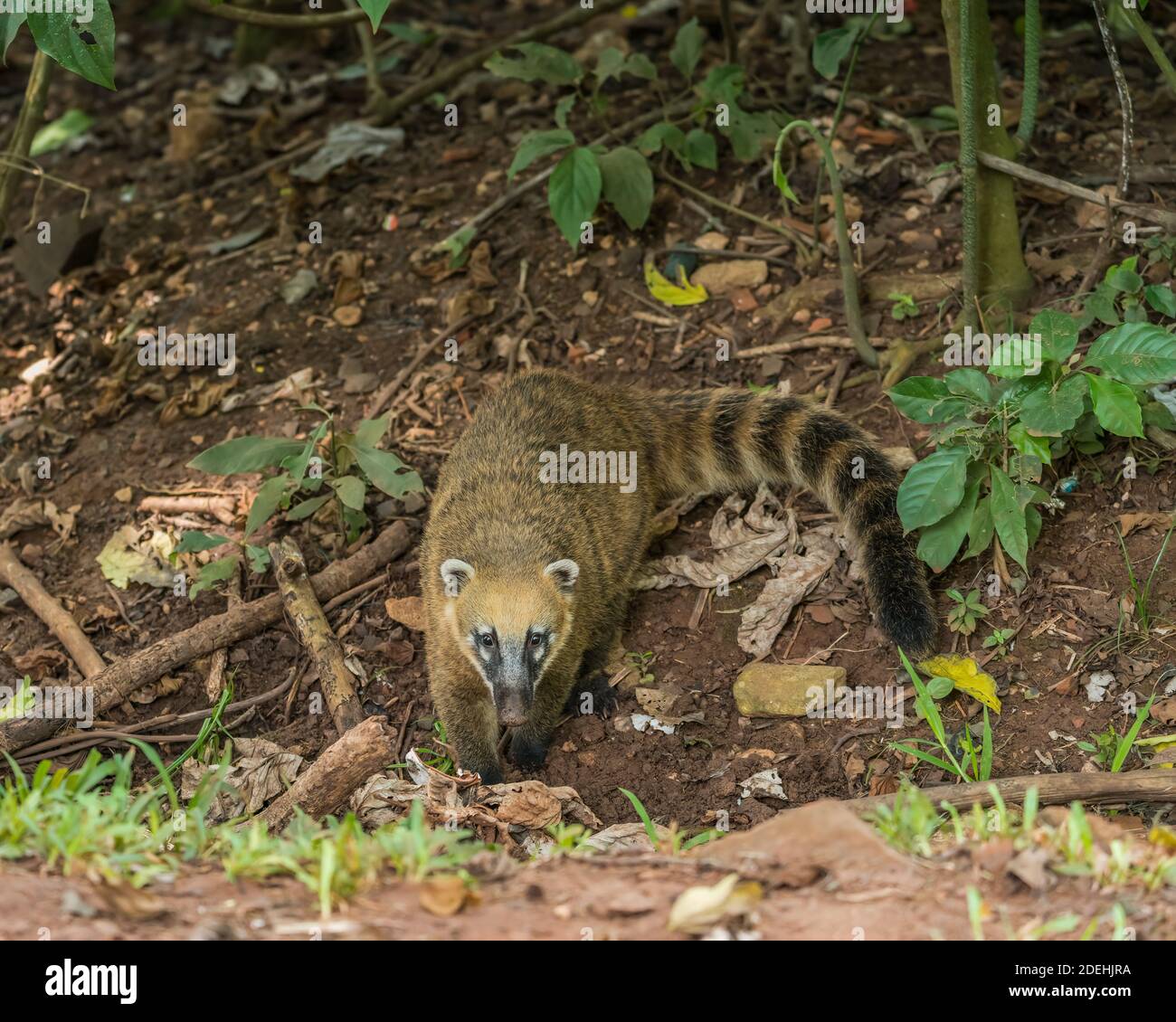 The South American Coati or Ring-tailed Coati, Nasua nasua, in Iguazu ...