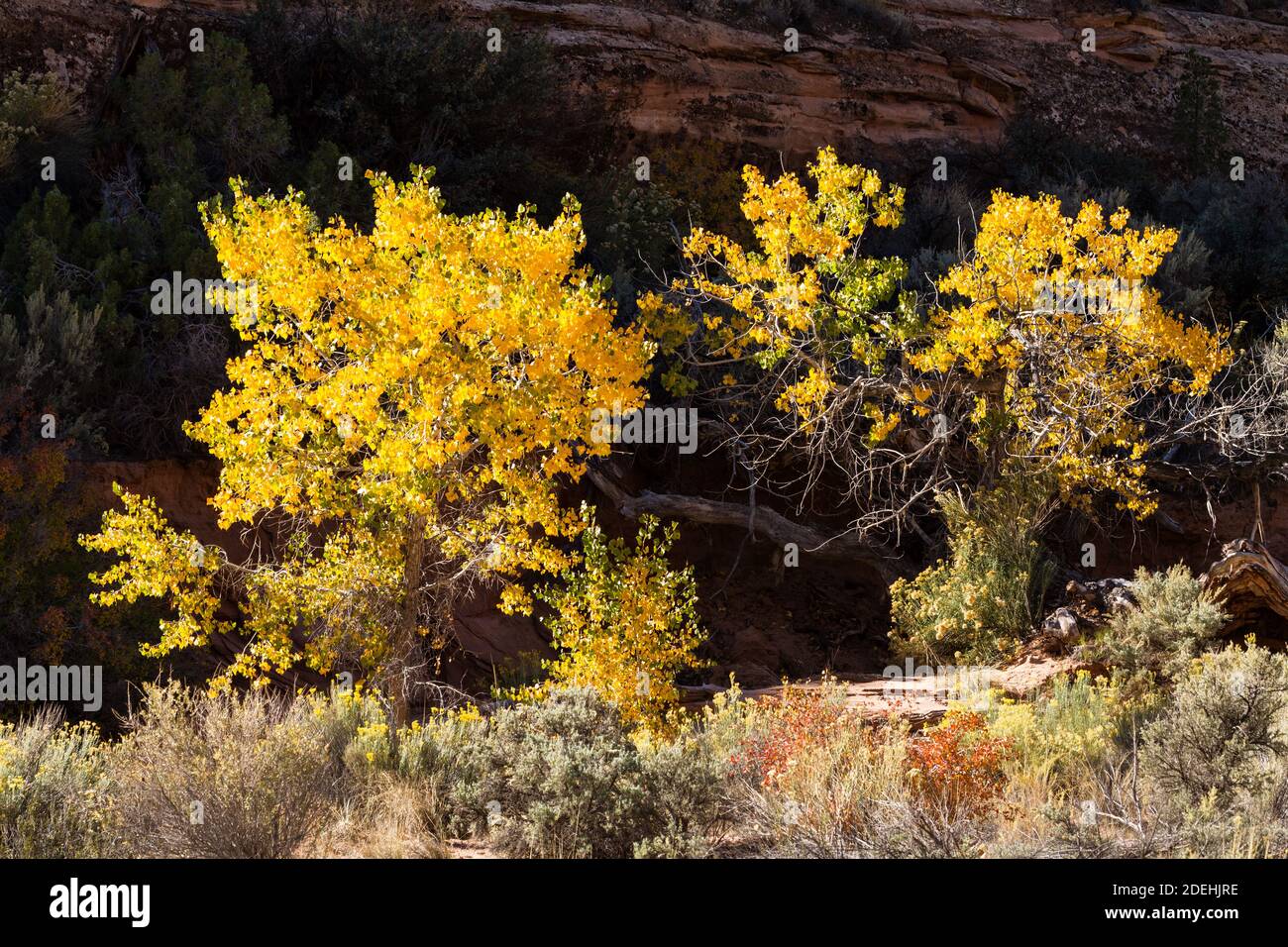 Cottonwood trees in fall color in Seven Mile Canyon near Moab in ...