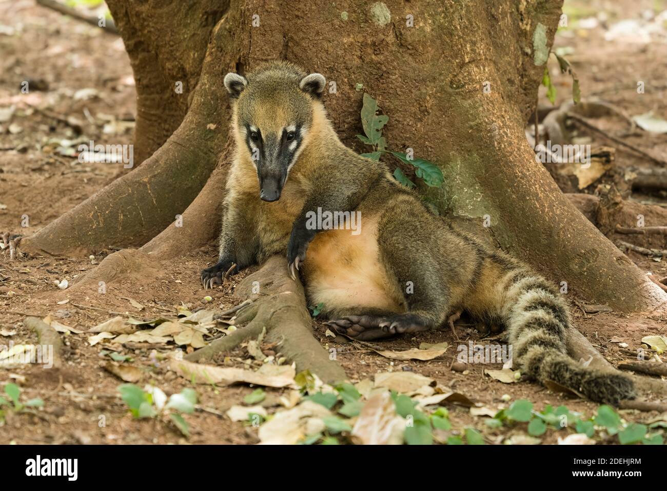The South American Coati or Ring-tailed Coati, Nasua nasua, in Iguazu ...