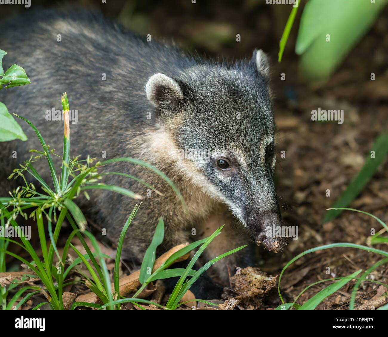 The South American Coati or Ring-tailed Coati, Nasua nasua, in Iguazu ...