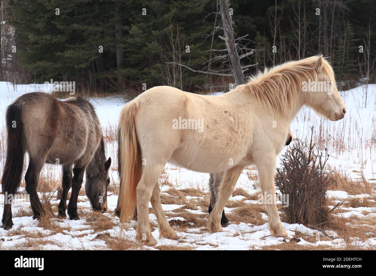 Alberta wild horses hi-res stock photography and images - Alamy