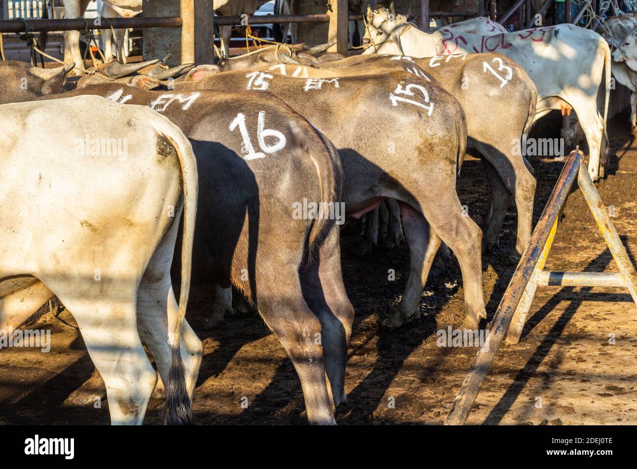 Early morning at the Padre Garcia Livestock Auction Market in Batangas ...