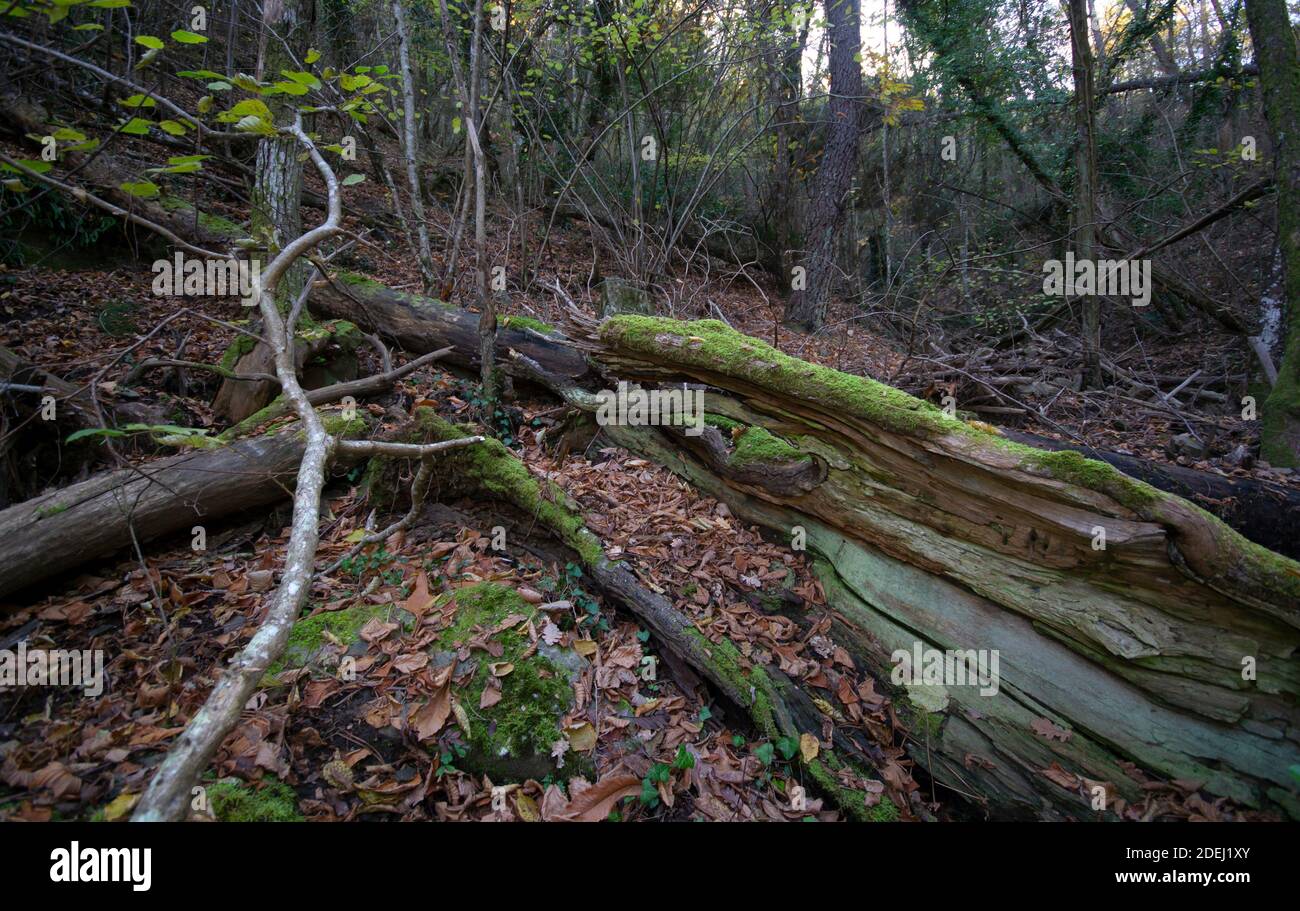 panoramic view of the forest undergrowth in Tuscany with a fallen oak ...