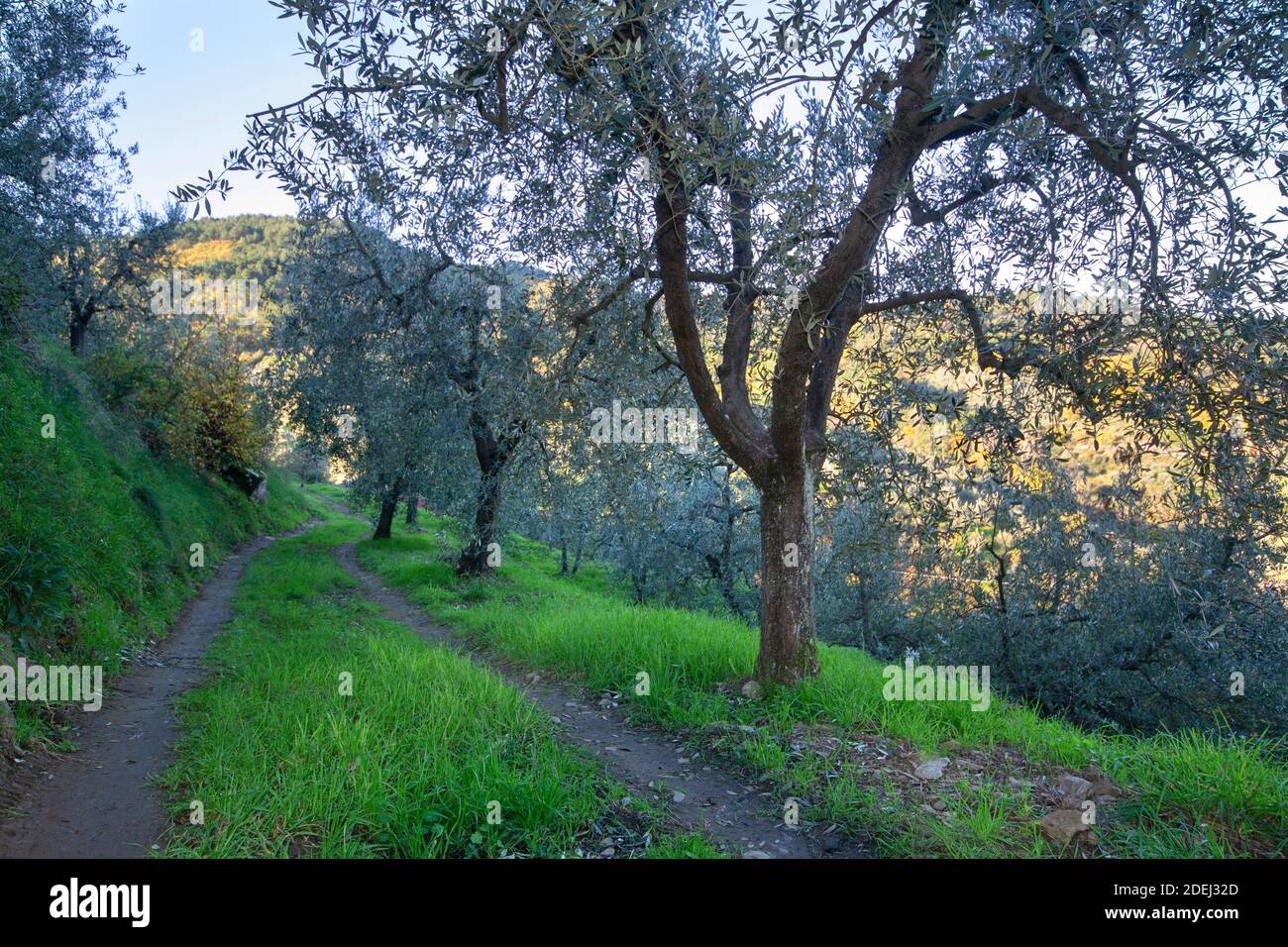 rural road and olive tree Stock Photo - Alamy