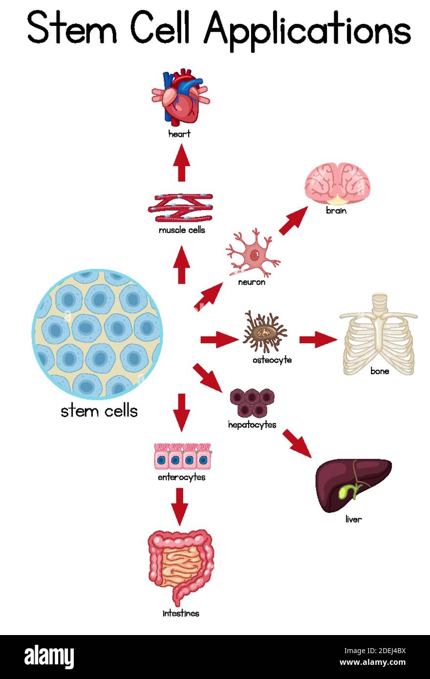 Informative poster of stem cell applications illustration Stock Vector ...