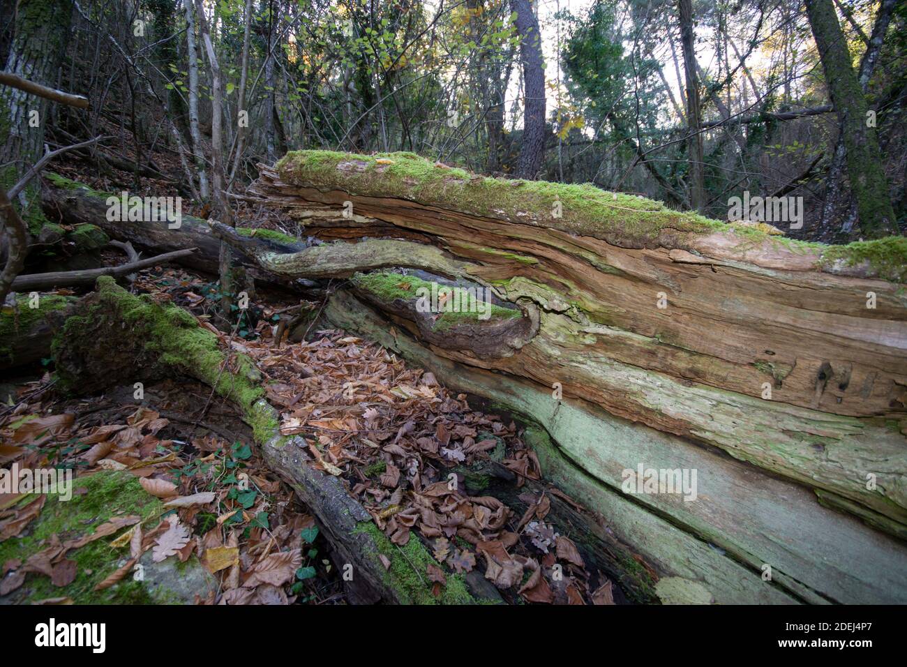 Fallen oak tree hi-res stock photography and images - Alamy