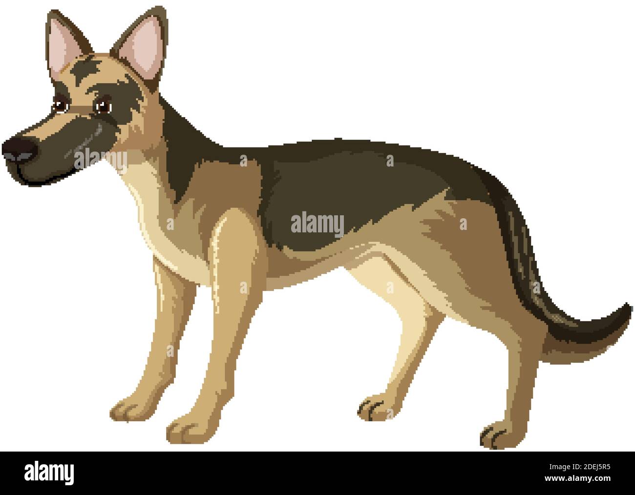 German shepherd dog in standing pose isolated on white background ...