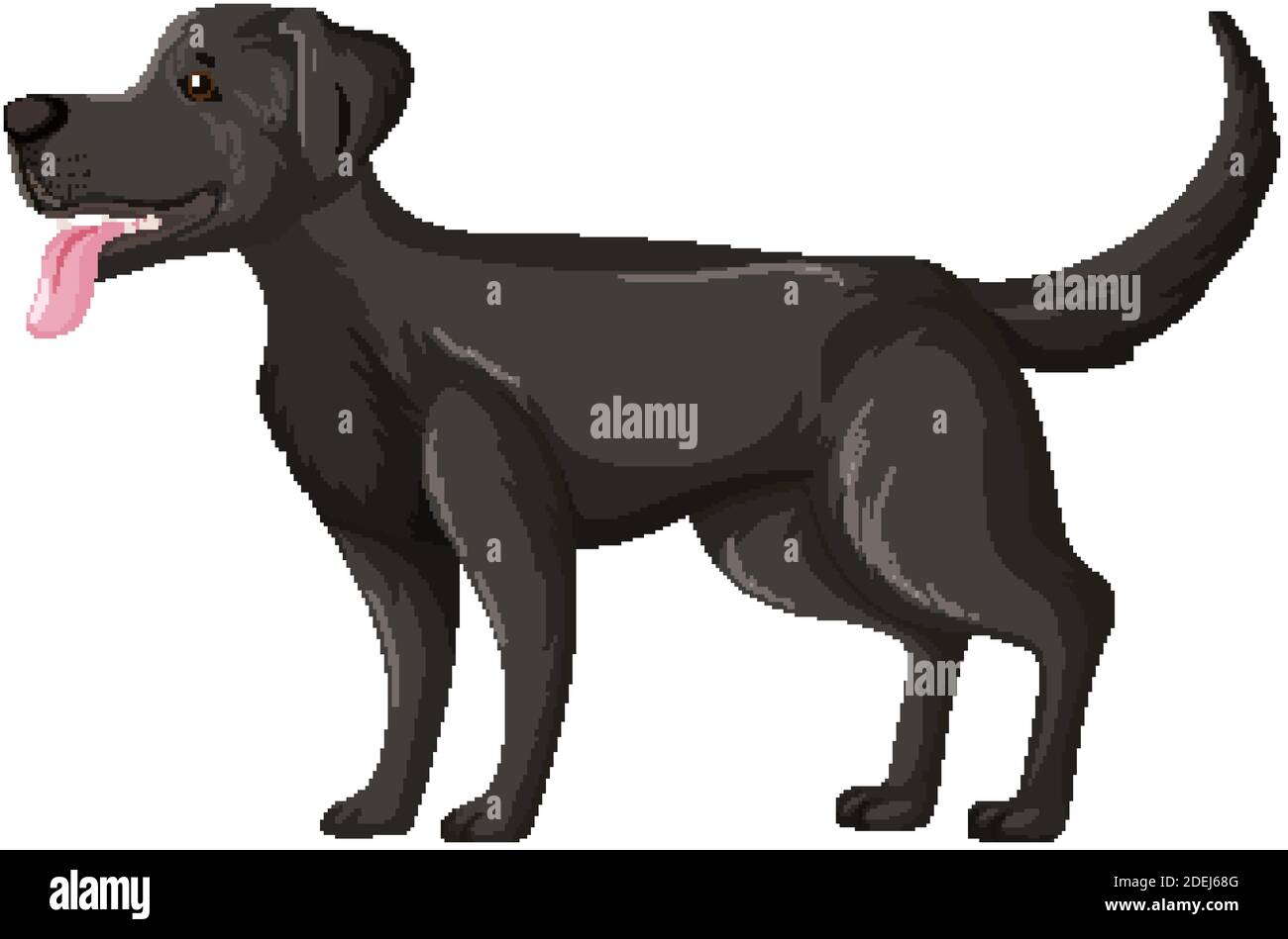 Black labrador retriever in standing pose isolated on white background ...