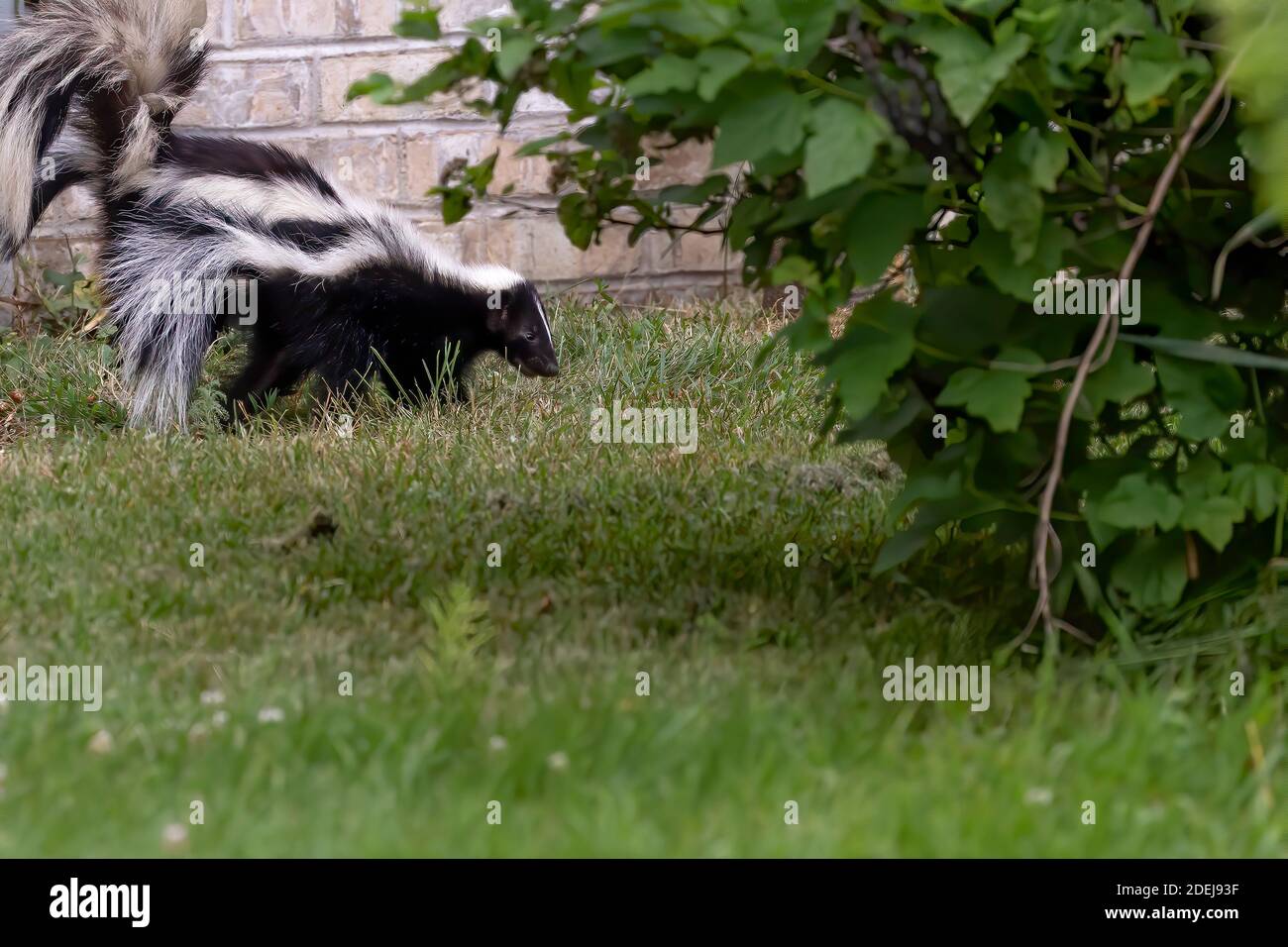 Skunks are North and South American native mammals Stock Photo - Alamy