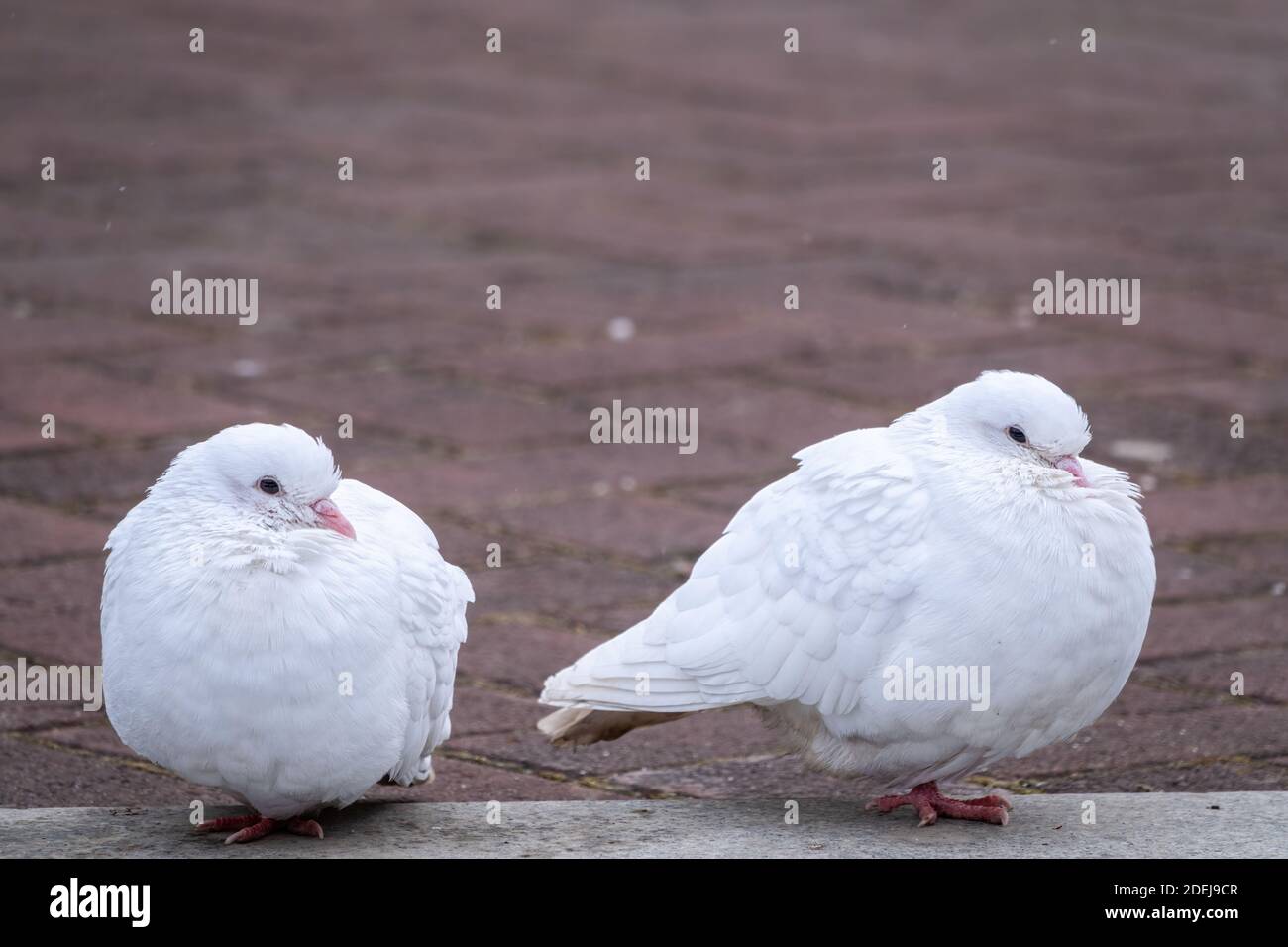 Two beautiful white pigeons on the ground. Two beautiful white doves ...
