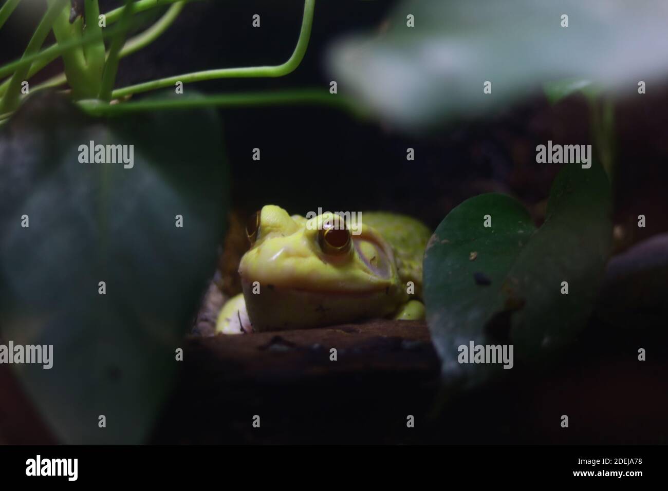 Froggo hi-res stock photography and images - Alamy