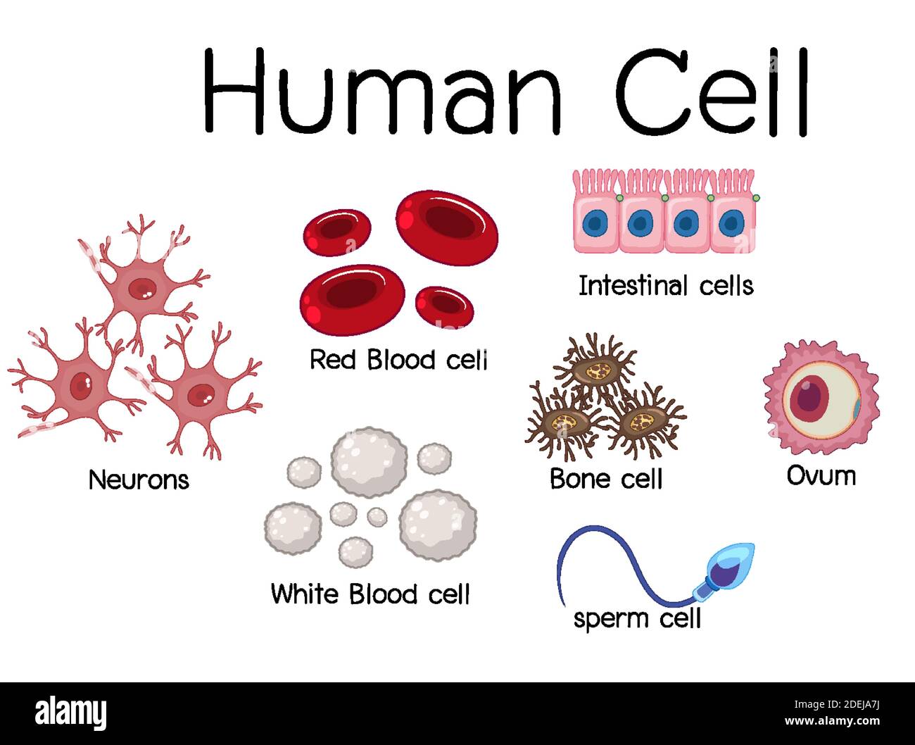 Set of different human cell illustration Stock Vector Image & Art - Alamy