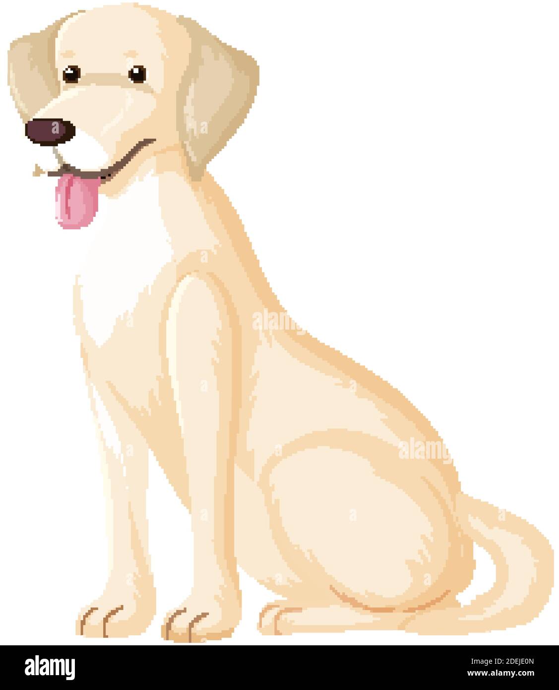 White labrador retriever in sitting pose isolated on white background ...