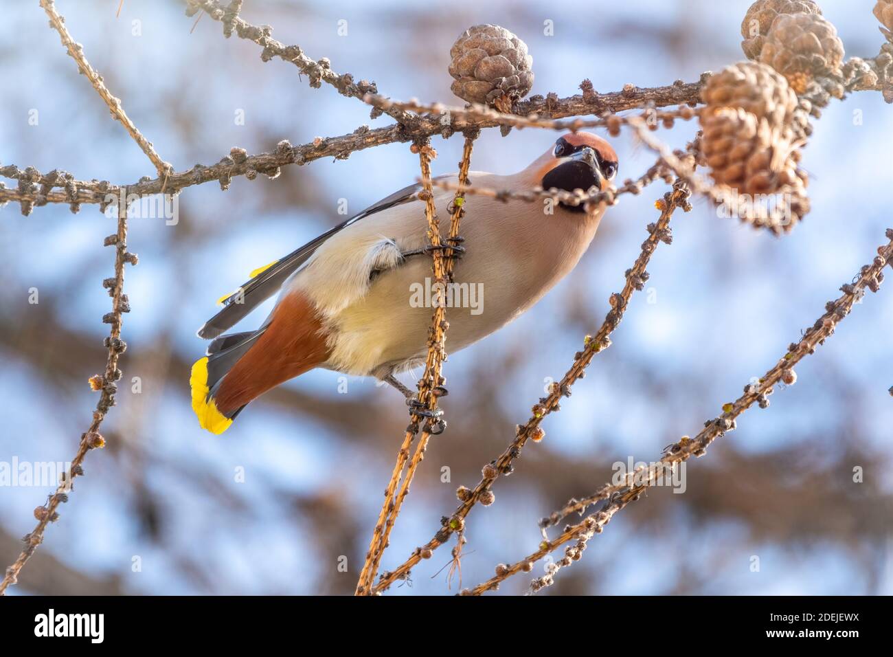 Bohemian waxwing, a beautiful tufted bird, sits on a larch branch in ...