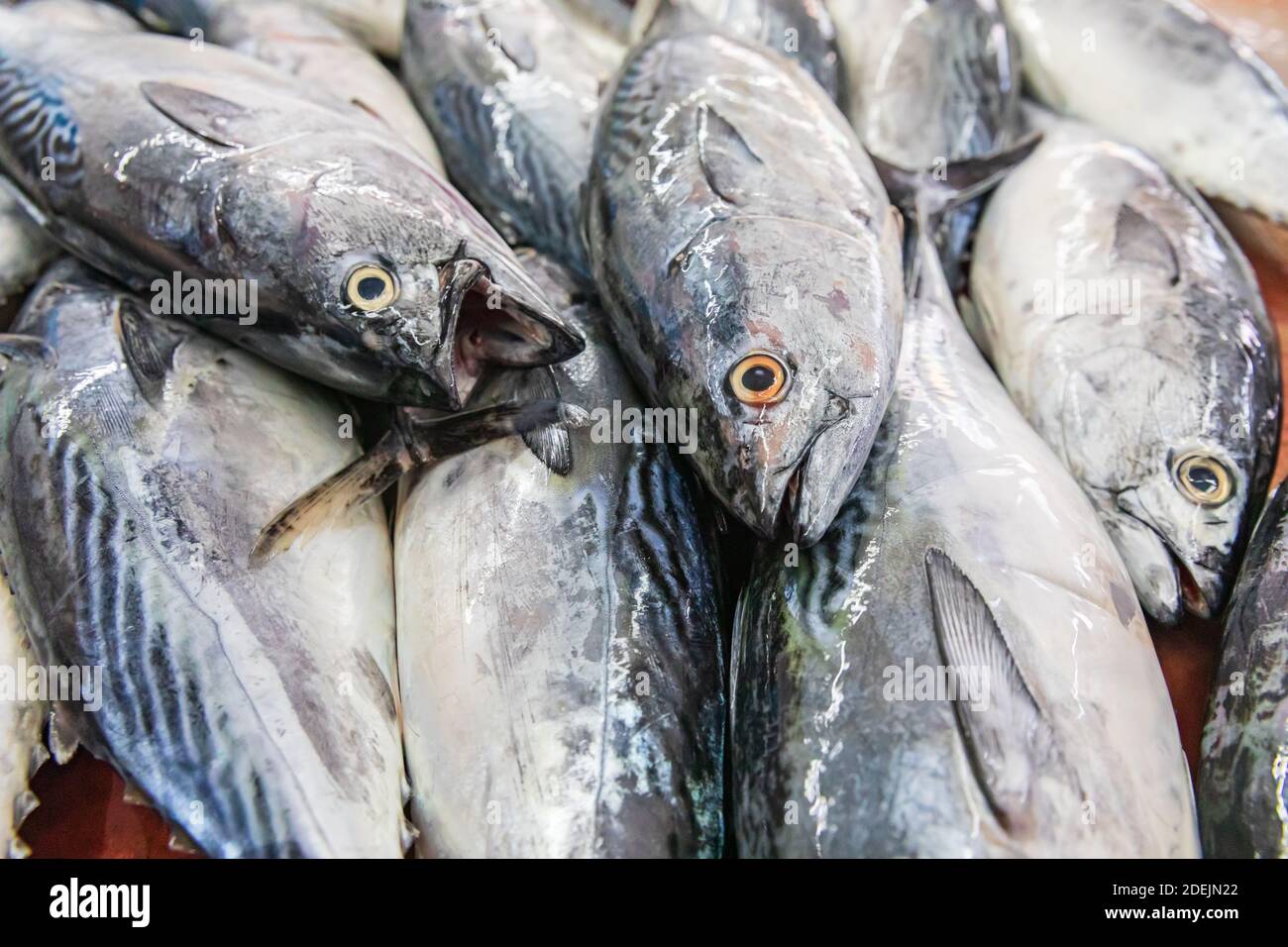 Middle East, Arabian Peninsula, Oman, Muscat, Muttrah. Mackeral for ...