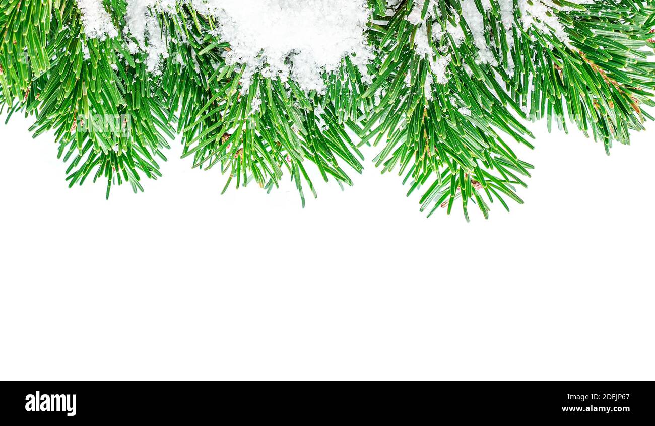 Christmas background. Christmas tree border Stock Photo - Alamy